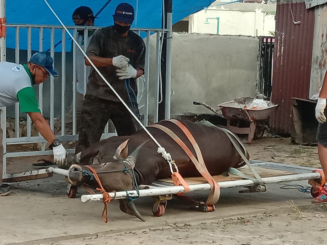 Restraining Box Manual atau kotak perebah sapi manual – Al-Hidayah.id